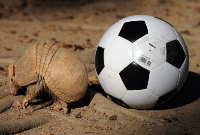 Armadillo chosen as 2014 World Cup mascot